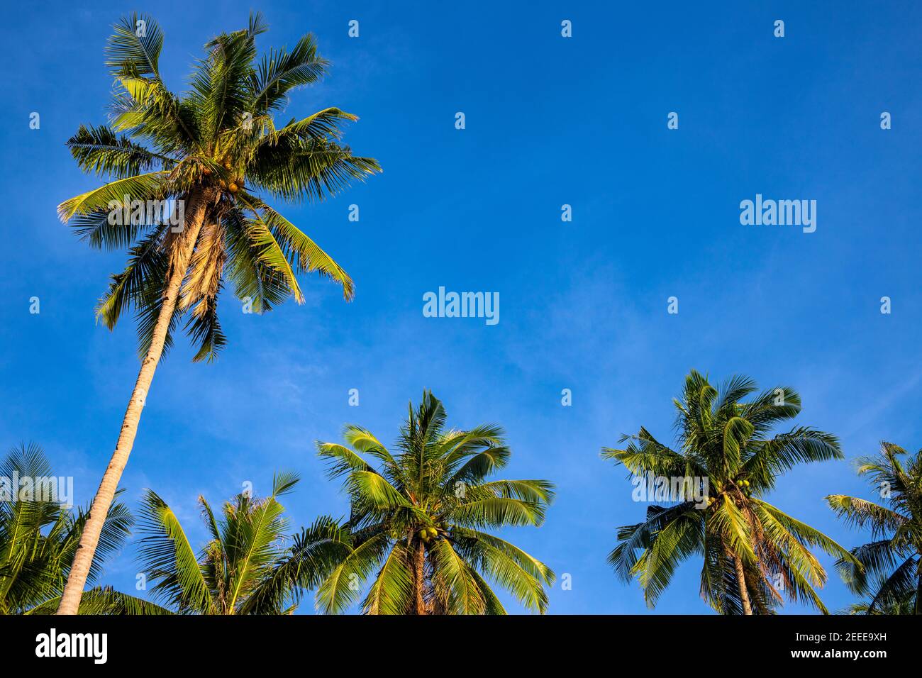 Green palm tree on blue sky background. Beautiful tropical nature photo ...