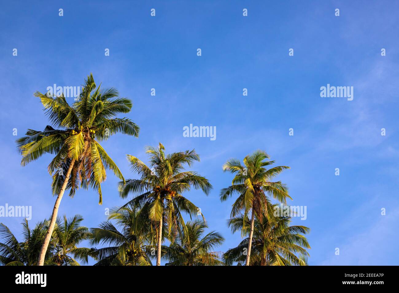 Fluffy palm tree on blue sky background. Idyllic tropical nature photo ...