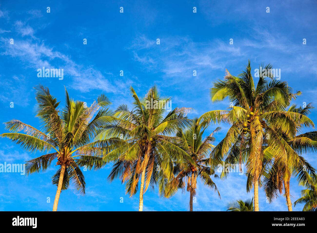 Green palm tree crown on blue sky background. Beautiful tropical nature ...
