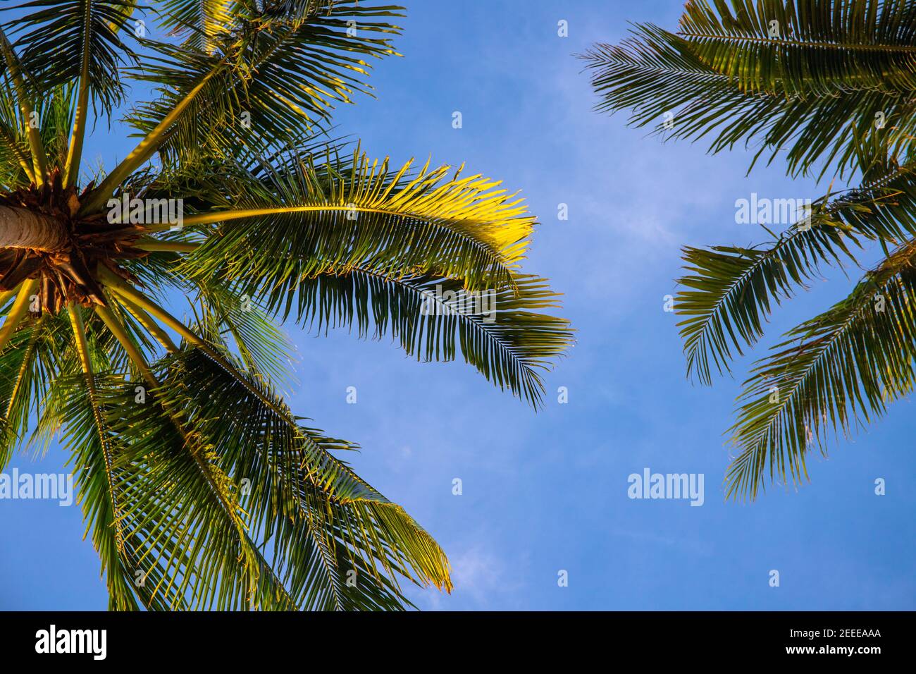 Green palm tree branch on blue sky background. Beautiful tropical ...