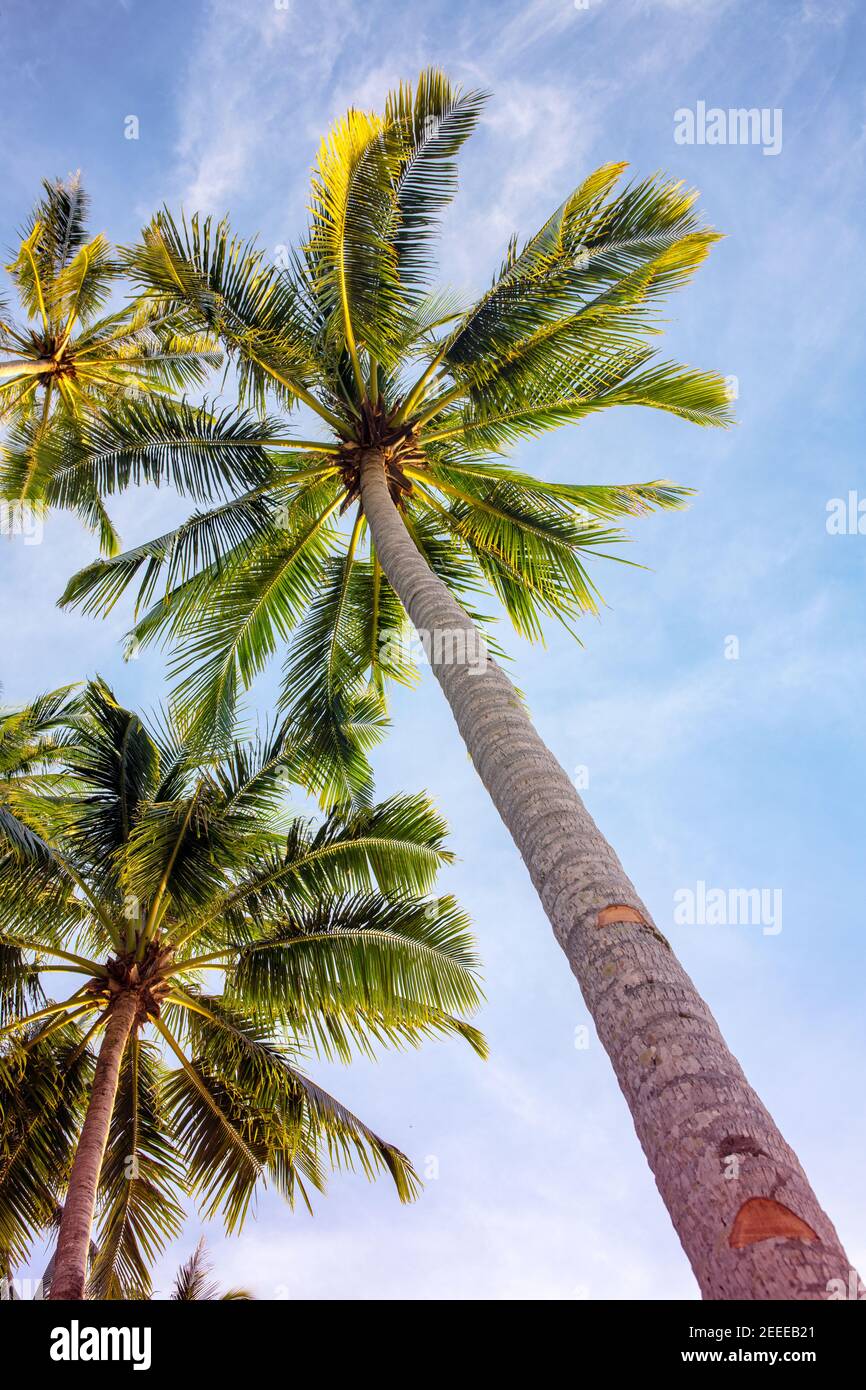 Tropical palm tree on blue sky background, vertical photo, Summer ...