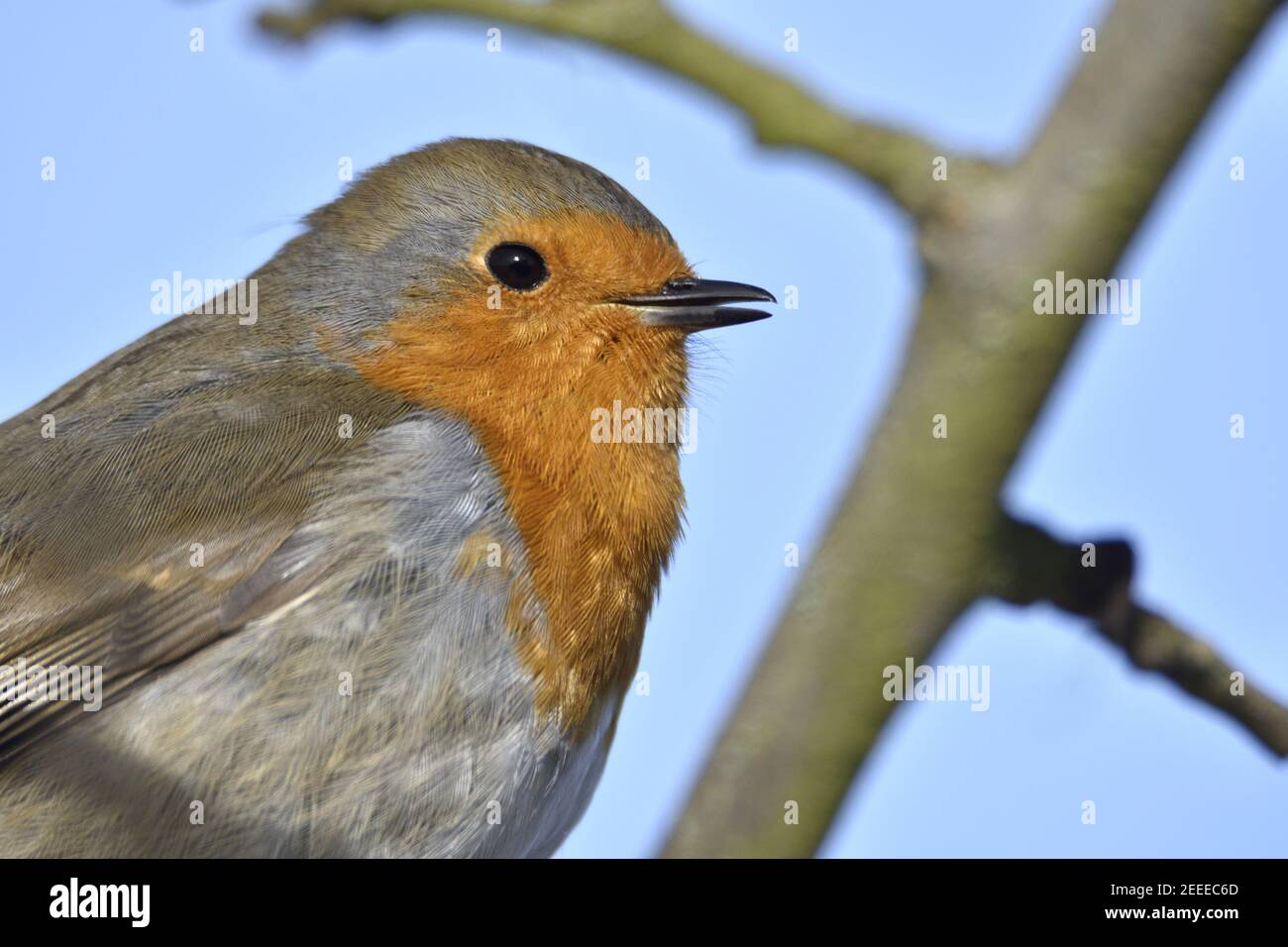 European Robin (Erithacus rubecula Stock Photo - Alamy