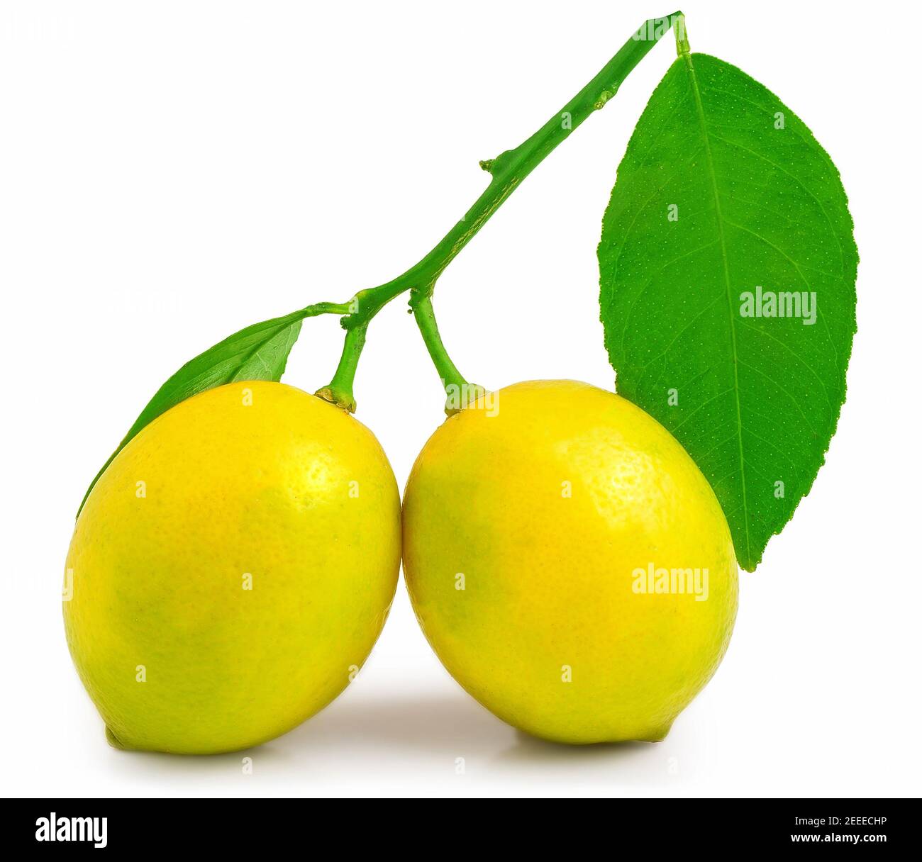 Two lemons with leaf Stock Photo - Alamy