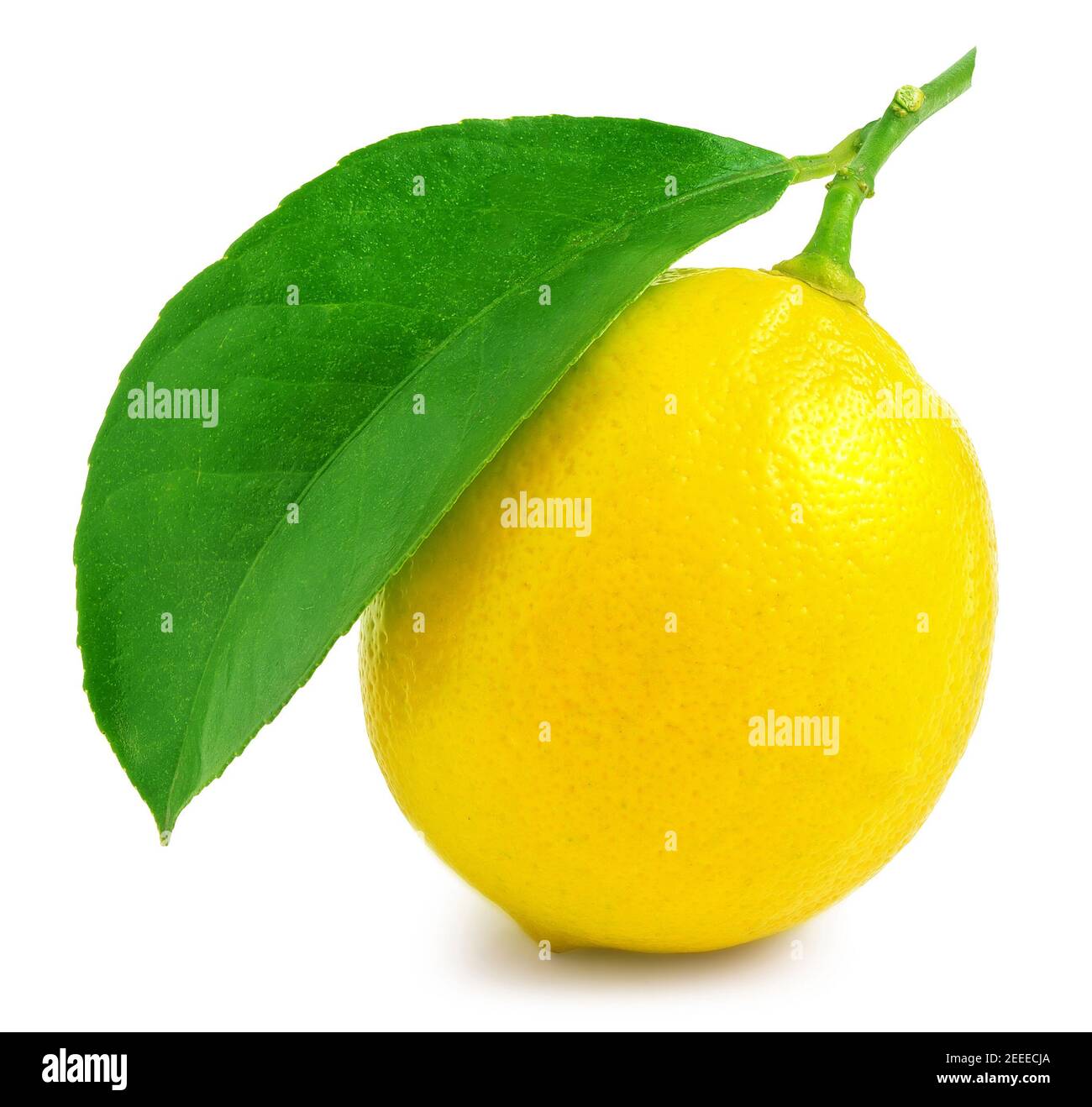 Lemon with leaf isolated on white Stock Photo - Alamy