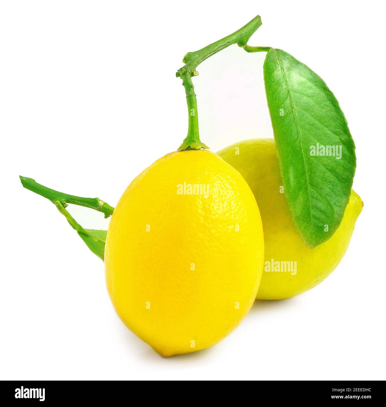 Two lemons on a white background Stock Photo - Alamy