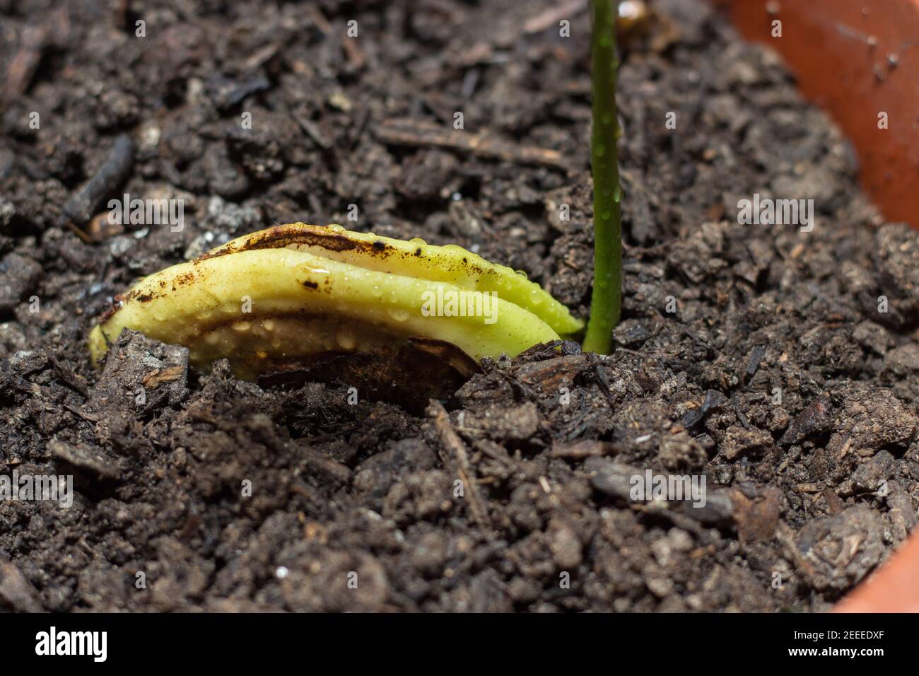 Mango seedling plant hi-res stock photography and images - Alamy