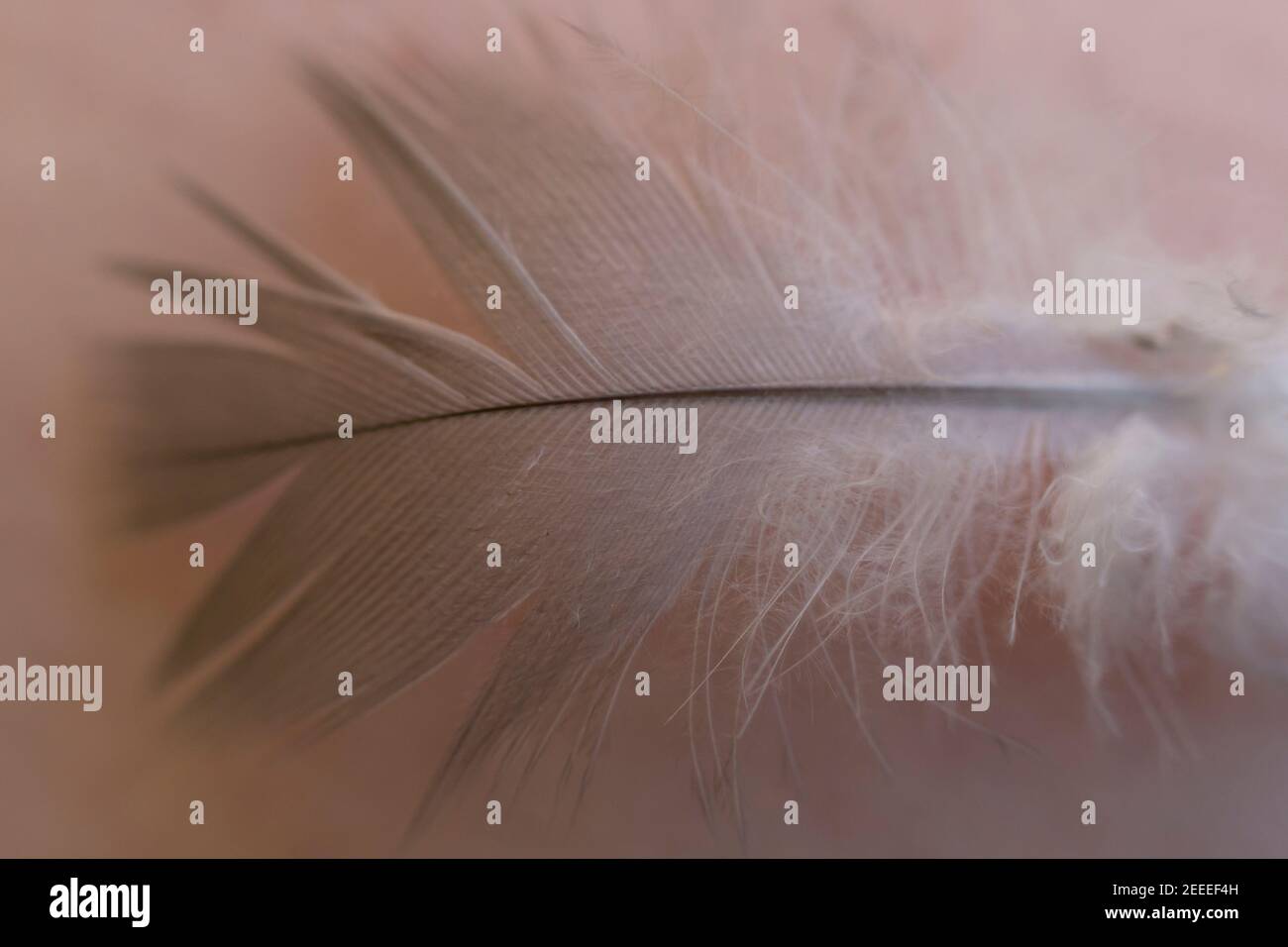 Feather shapes hi-res stock photography and images - Alamy