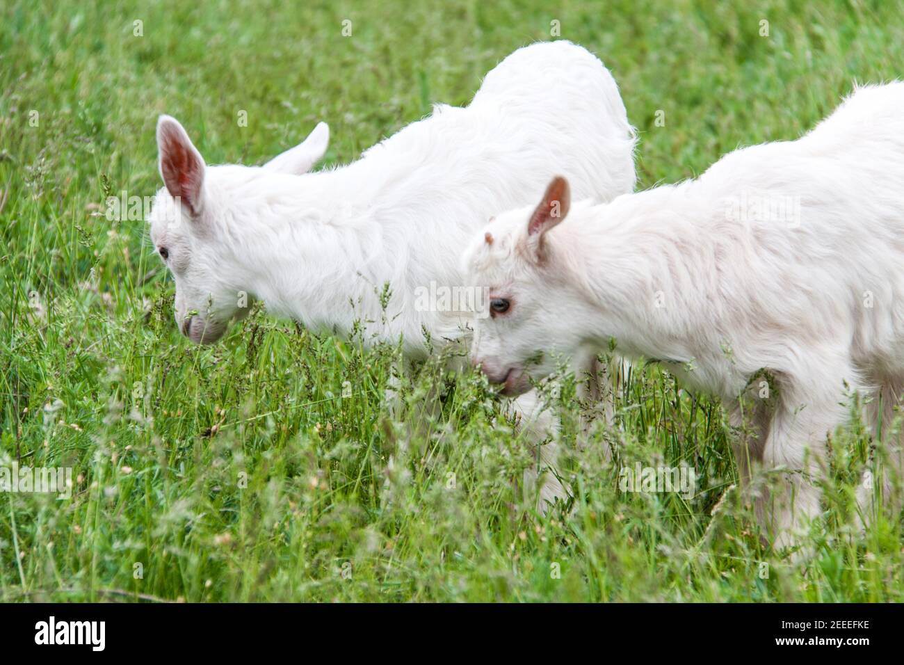 Goatlings High Resolution Stock Photography and Images - Alamy