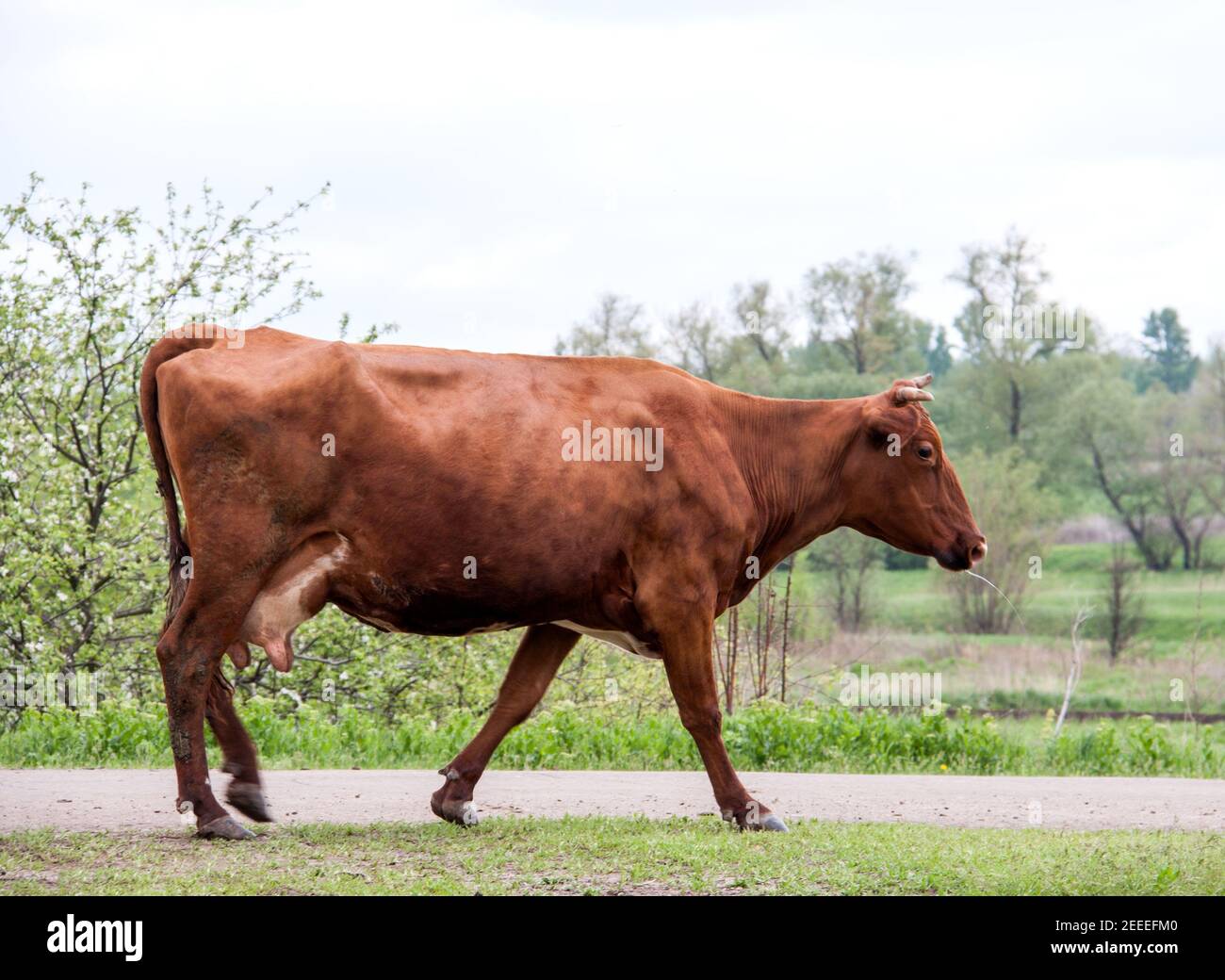 cow walking along the road from grassland Stock Photo - Alamy