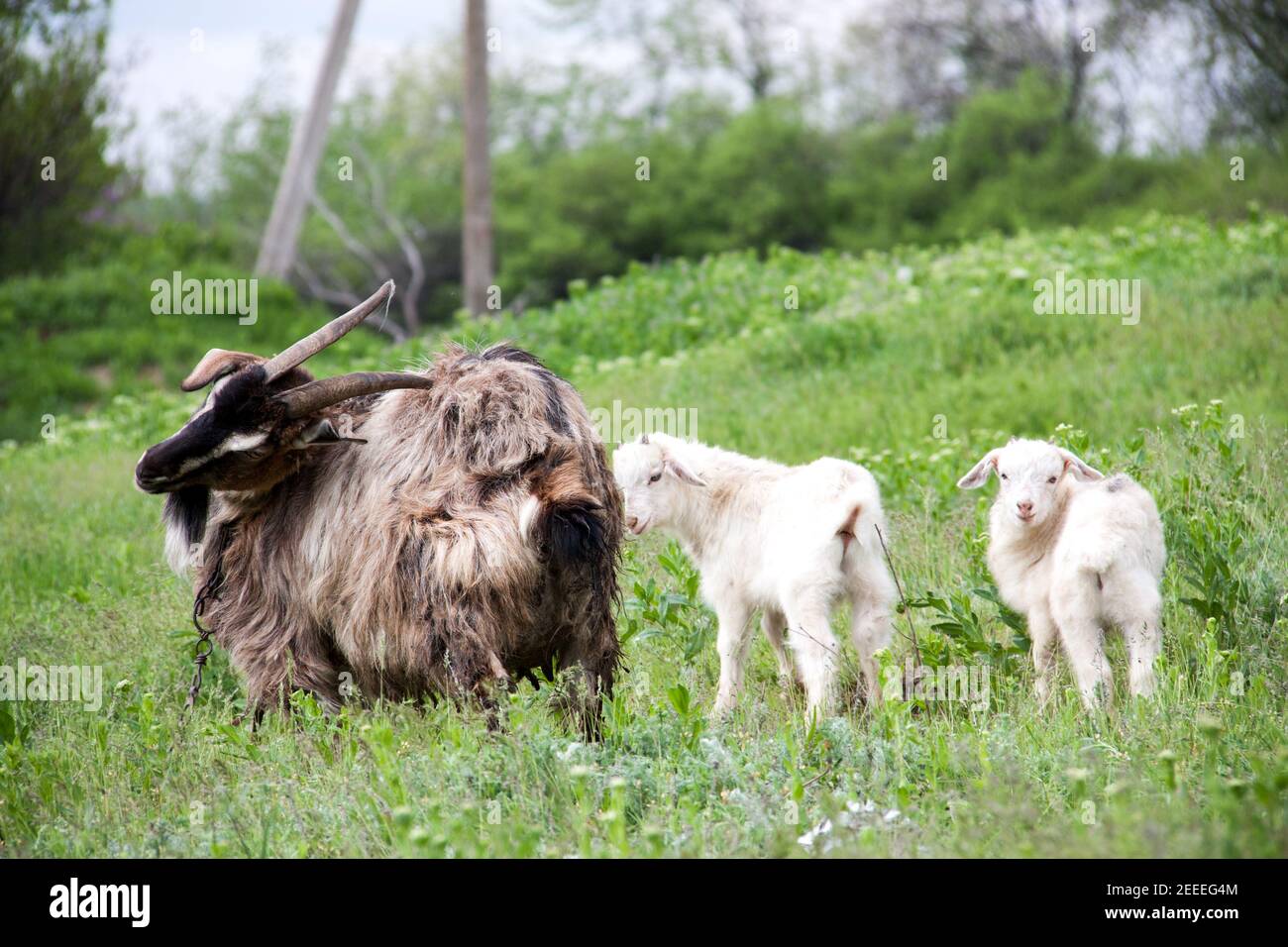 goatlings with goat are grazing on grass in the village Stock Photo - Alamy