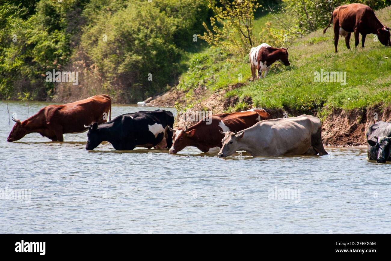 Cows drinking from water trough hi-res stock photography and images - Alamy