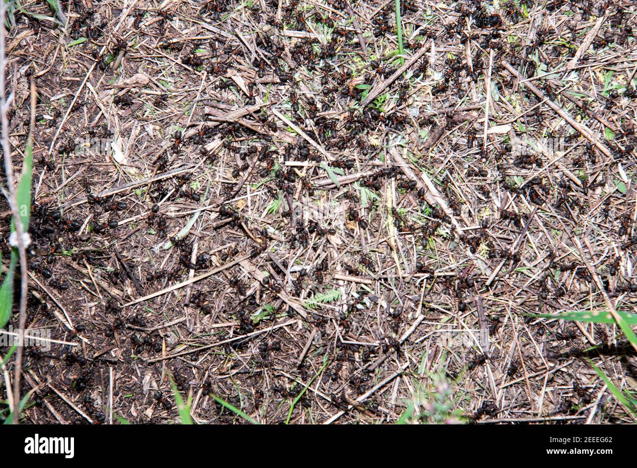 Ant hill colony hi-res stock photography and images - Alamy