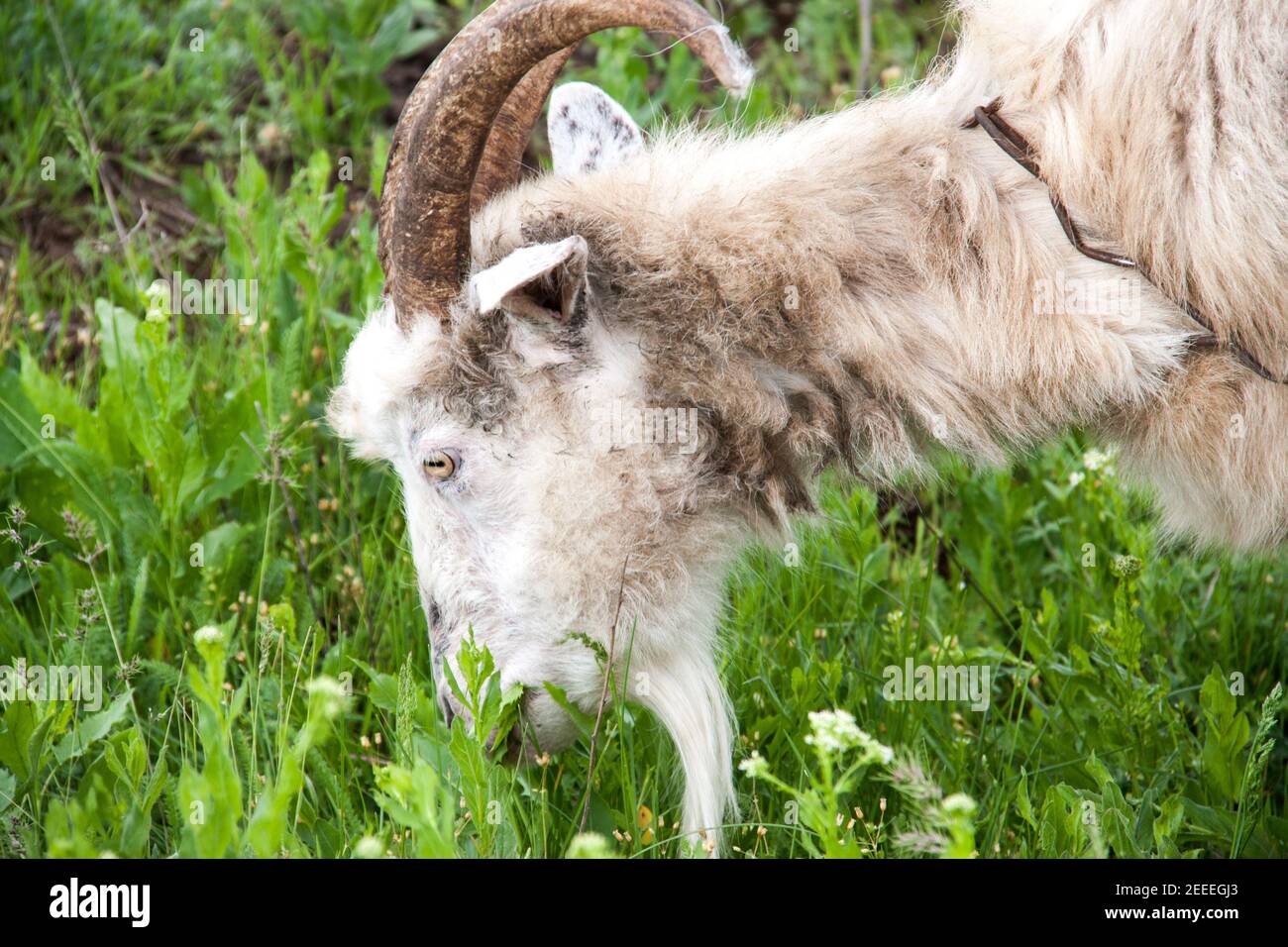 Grazing goat tree hi-res stock photography and images - Alamy