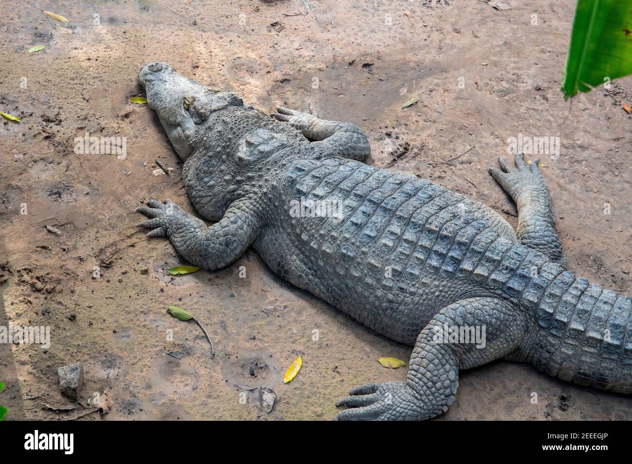 Fat lazy crocodile hi-res stock photography and images - Alamy