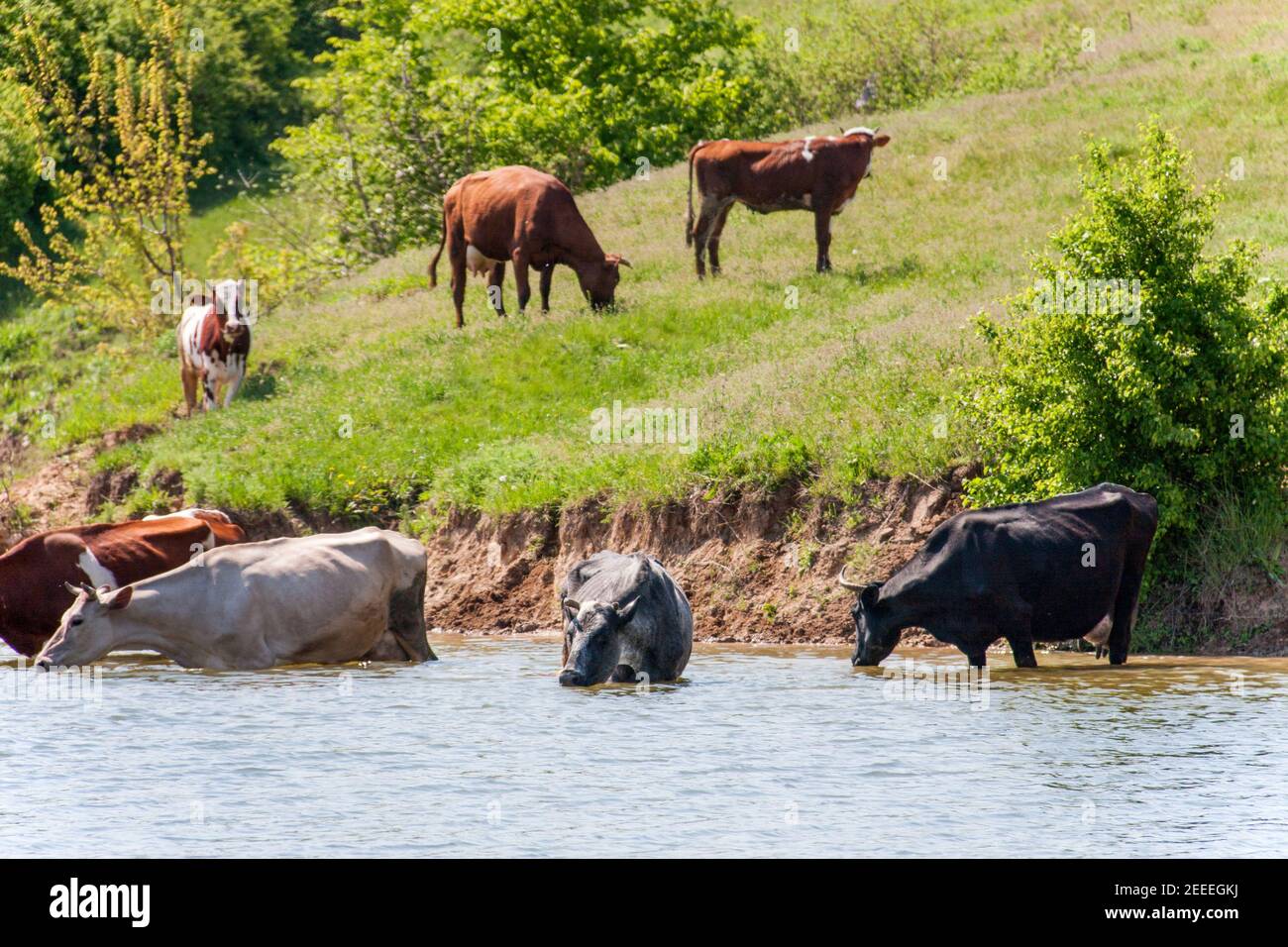 Cow Drinking From The Water Trough High Resolution Stock Photography ...