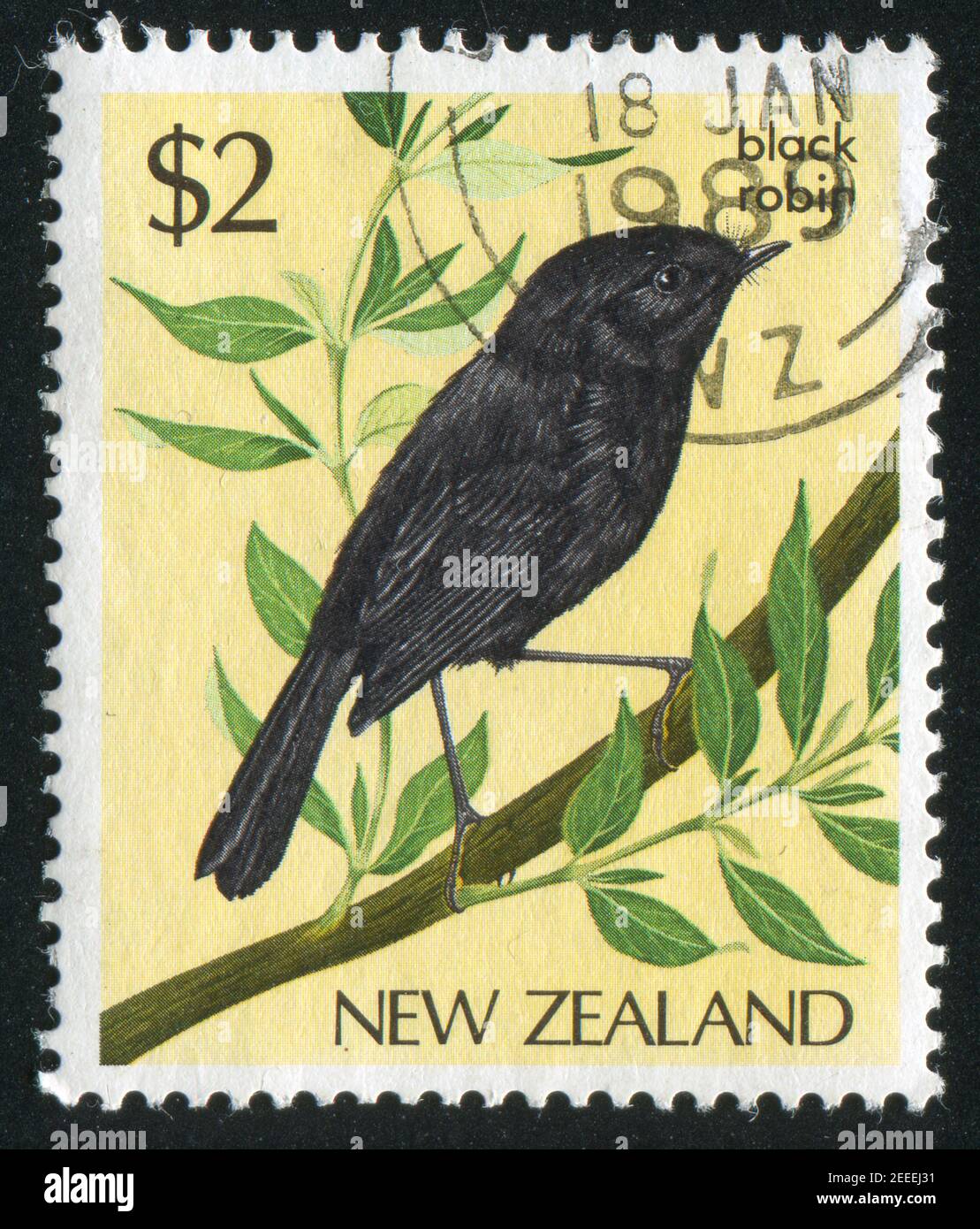 Black robin sized bird hi-res stock photography and images - Alamy