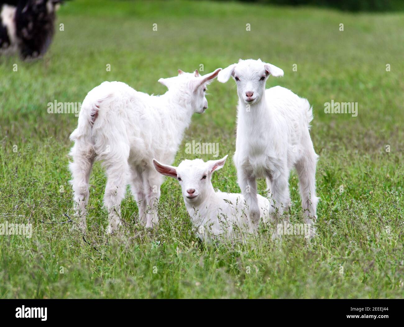 Goatlings hi-res stock photography and images - Alamy