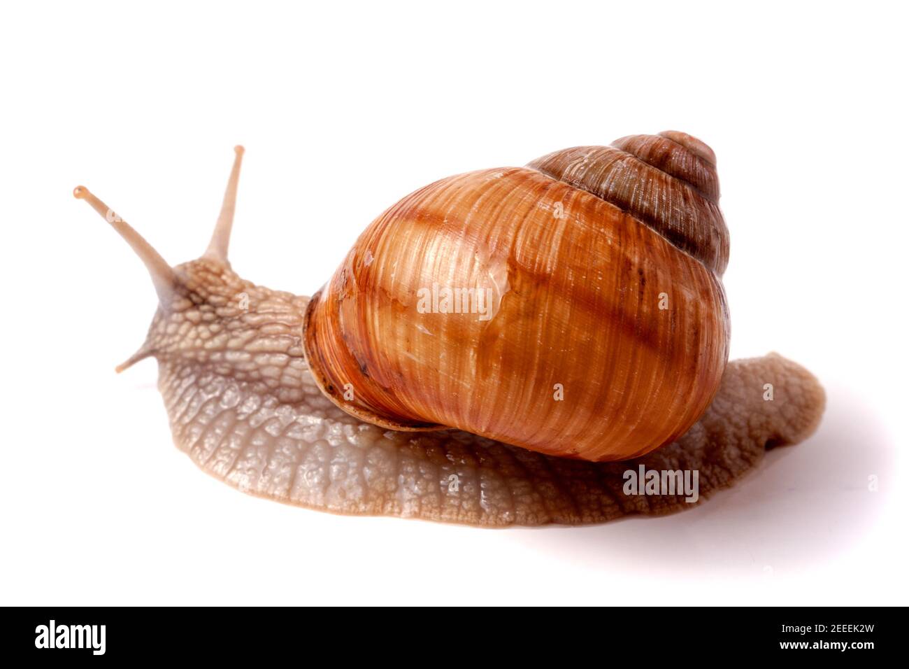 Live snail crawling on a white background close-up macro Stock Photo ...