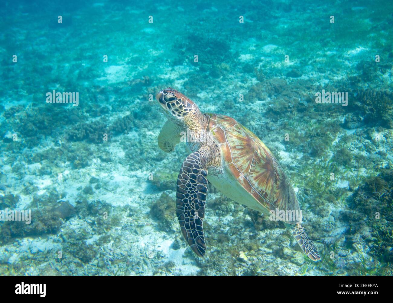 Sea turtle in turquoise blue water. Green turtle underwater photo. Wild ...
