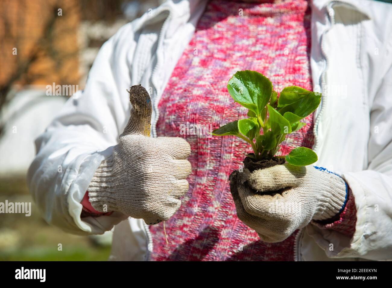 female hands hold a flower sprout and show thumbs up. botany hobby ...
