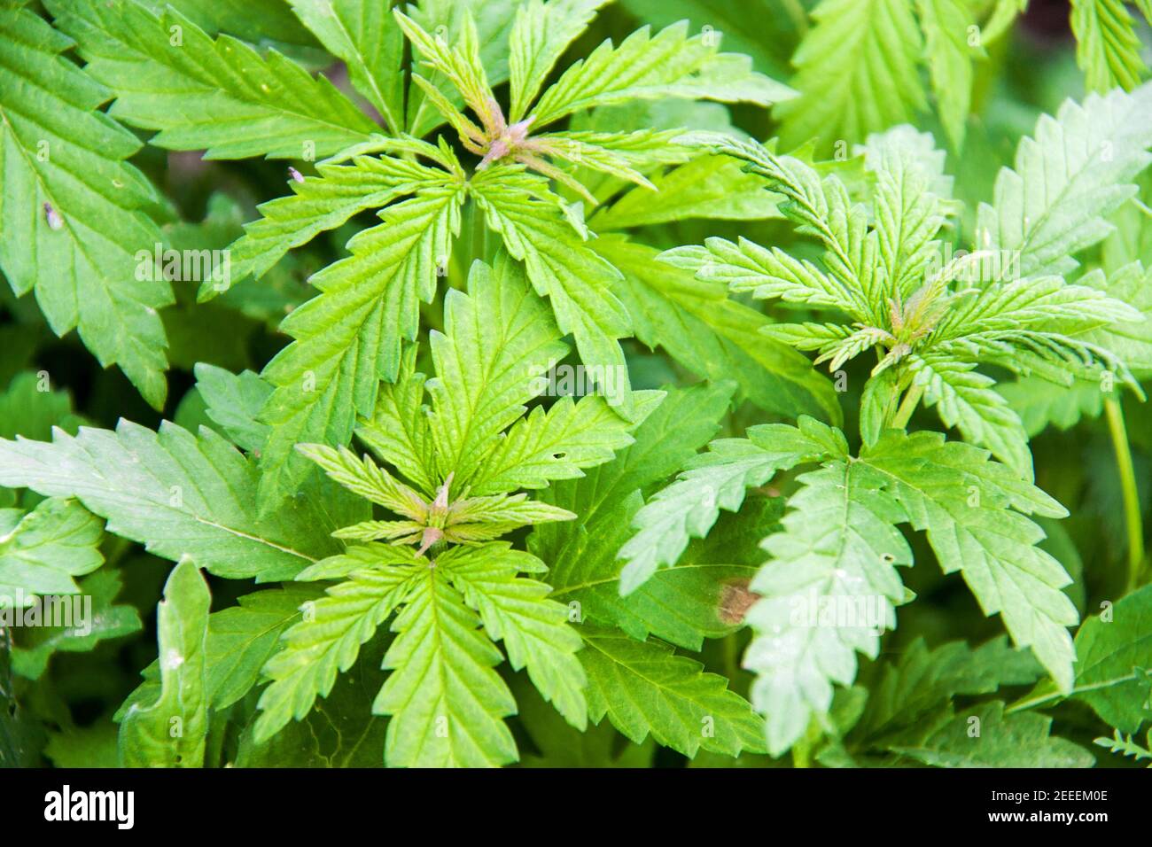 Full frame marijuana foliage hi-res stock photography and images - Alamy