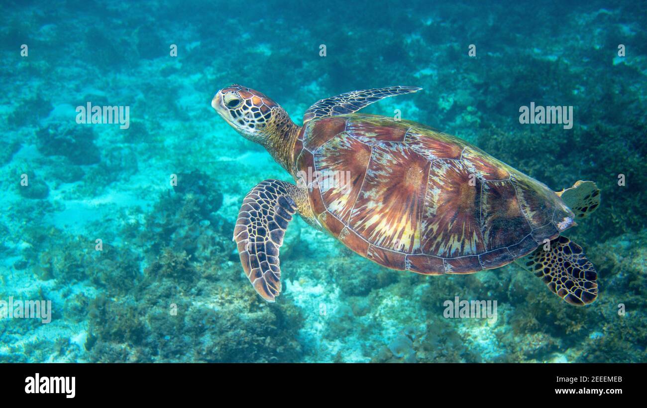 Sea turtle swimming in clear blue water. Green turtle underwater photo ...