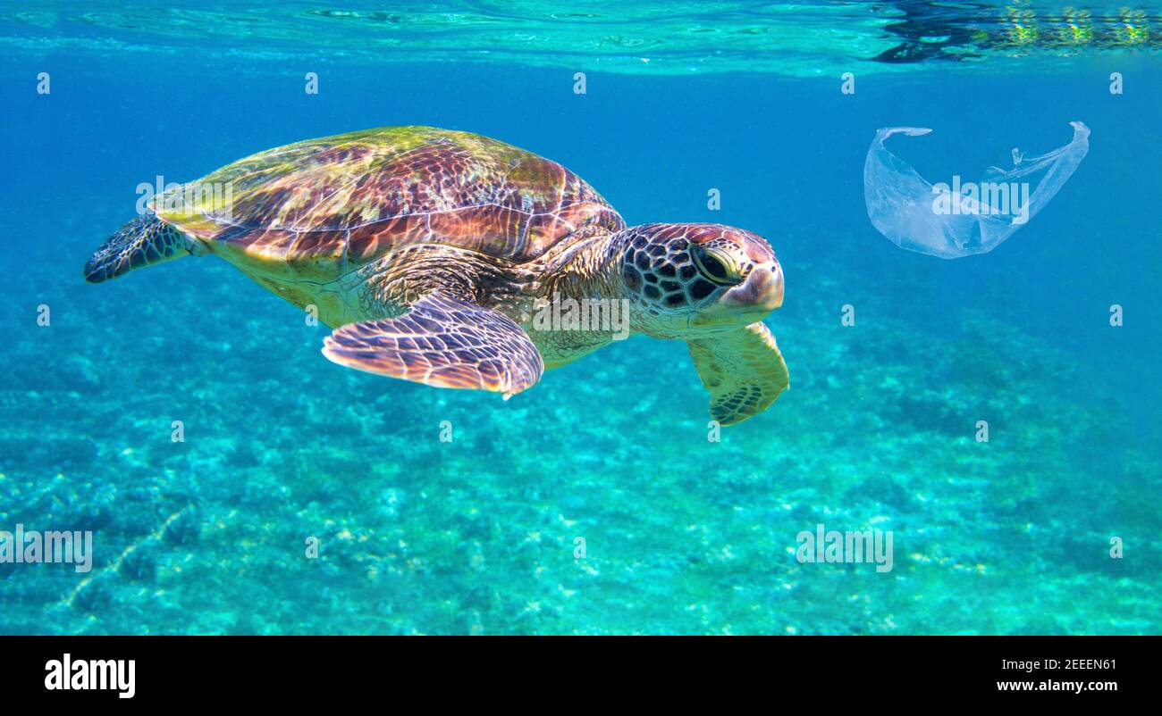 Cute sea turtle in blue water of tropical sea. Green turtle underwater ...