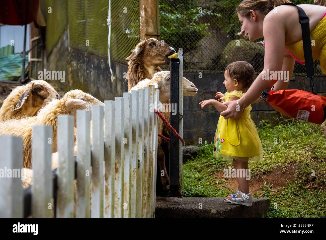 Adorable cute toddler girl with mother feeding little sheeps on a kids ...