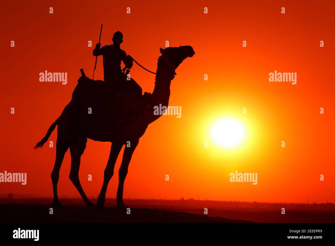 Camel in the desert at sunset, Egypt Stock Photo - Alamy