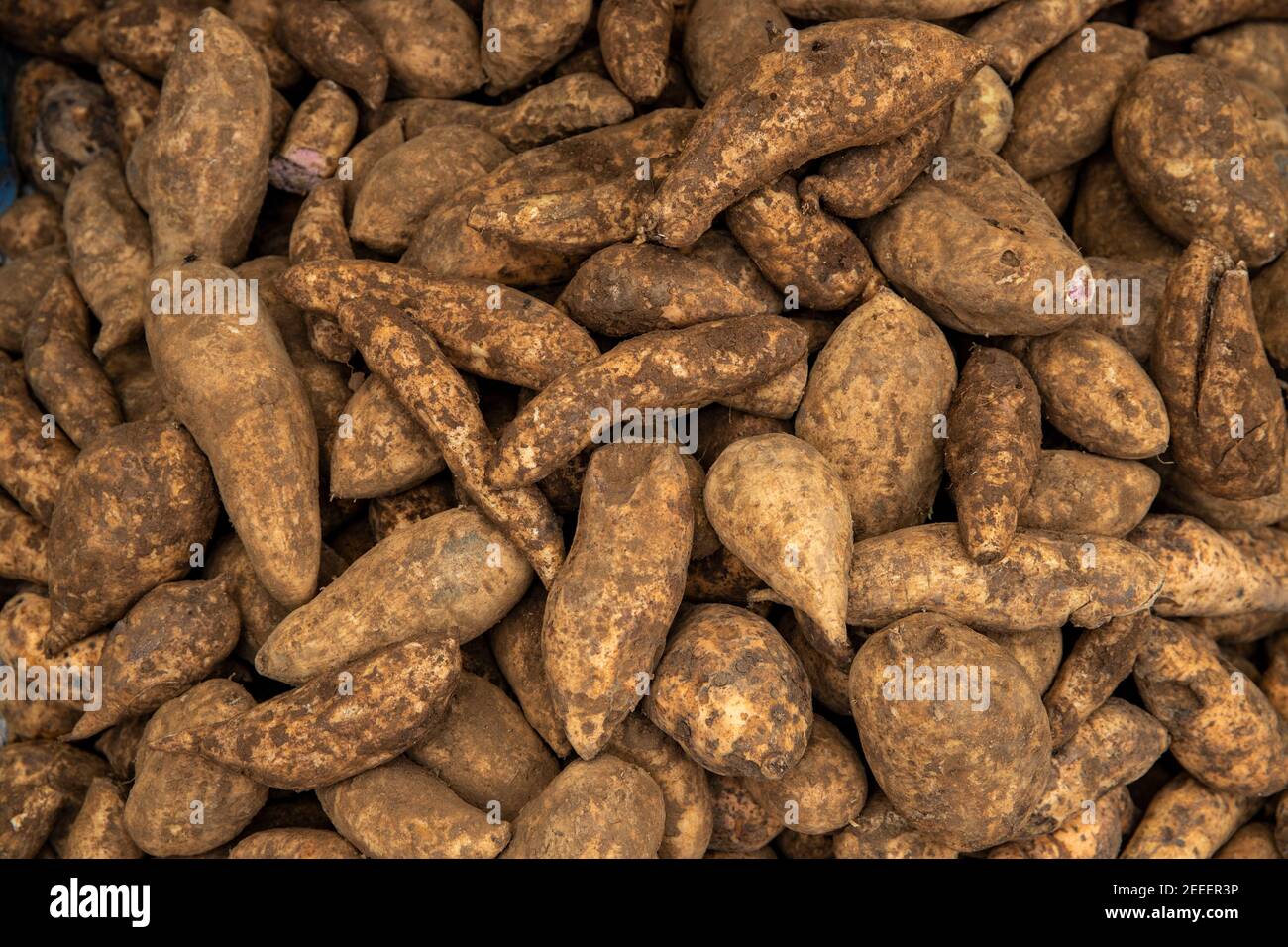 Sweet potato pile soil hi-res stock photography and images - Alamy