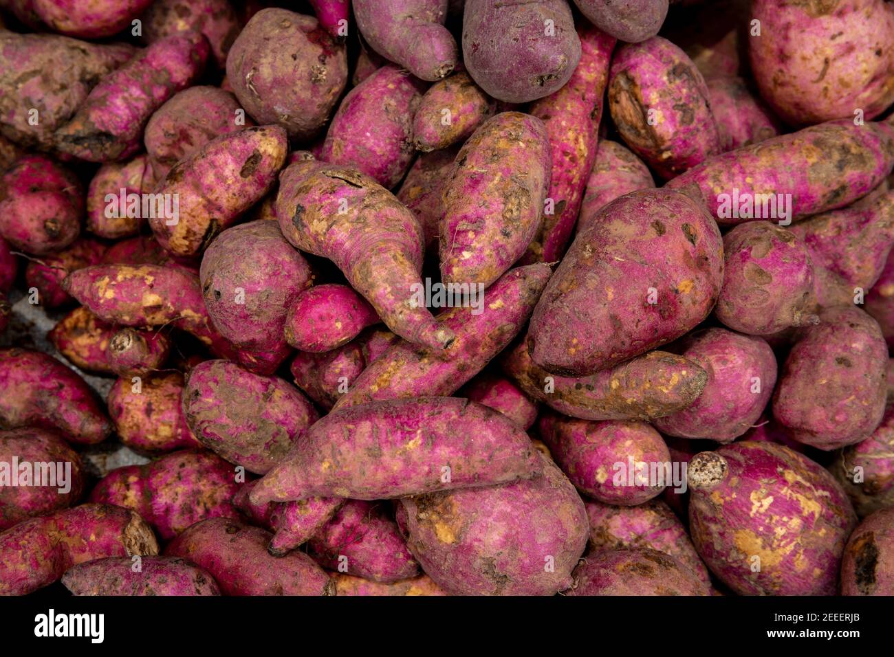 Red batata root pile. Sweet potato bunch texture. Fresh vegetable ...