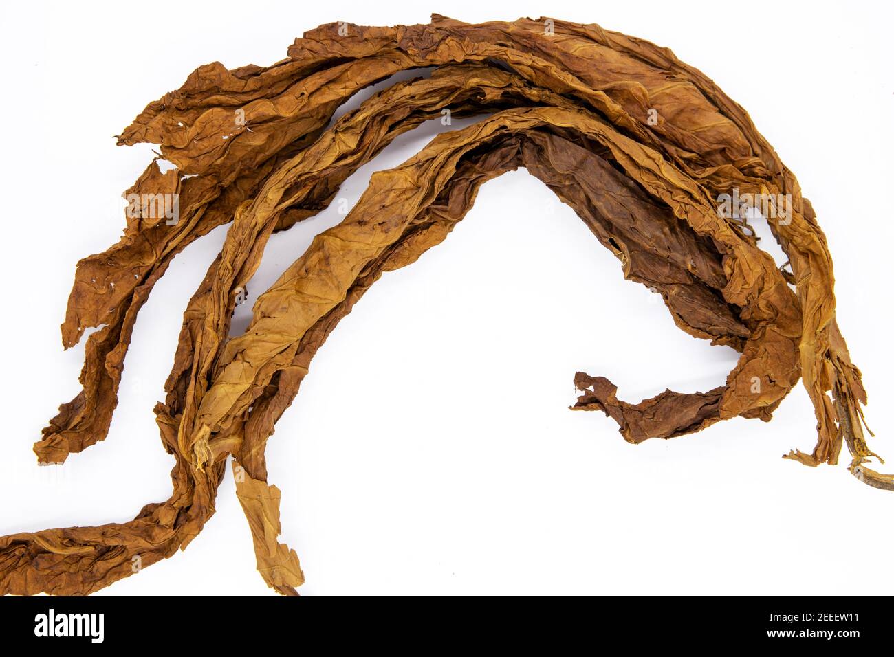 Golden tobacco leaves on white background. Rustic raw material for ...