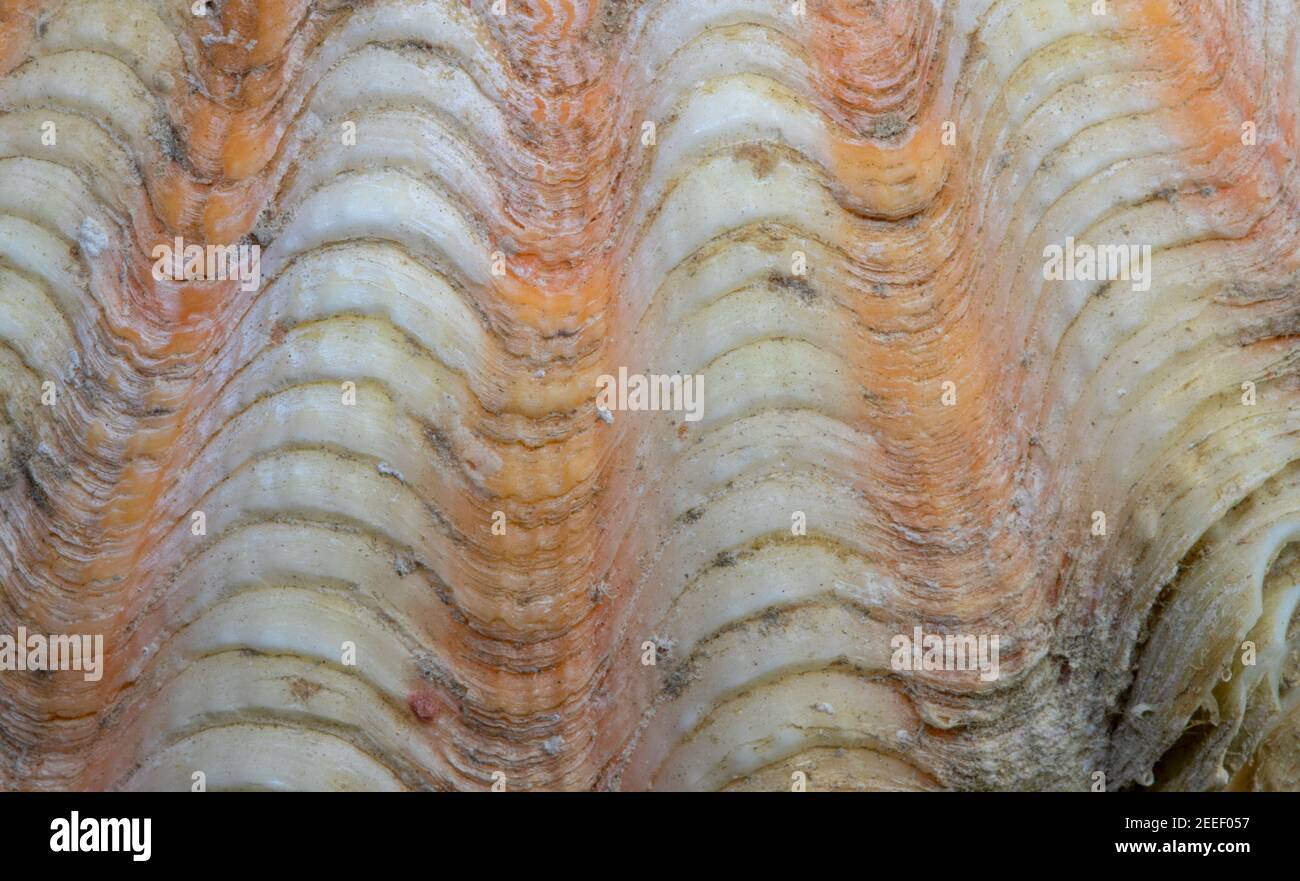 Orange white shell surface. Marine animal fossil closeup photo. Scallop ...