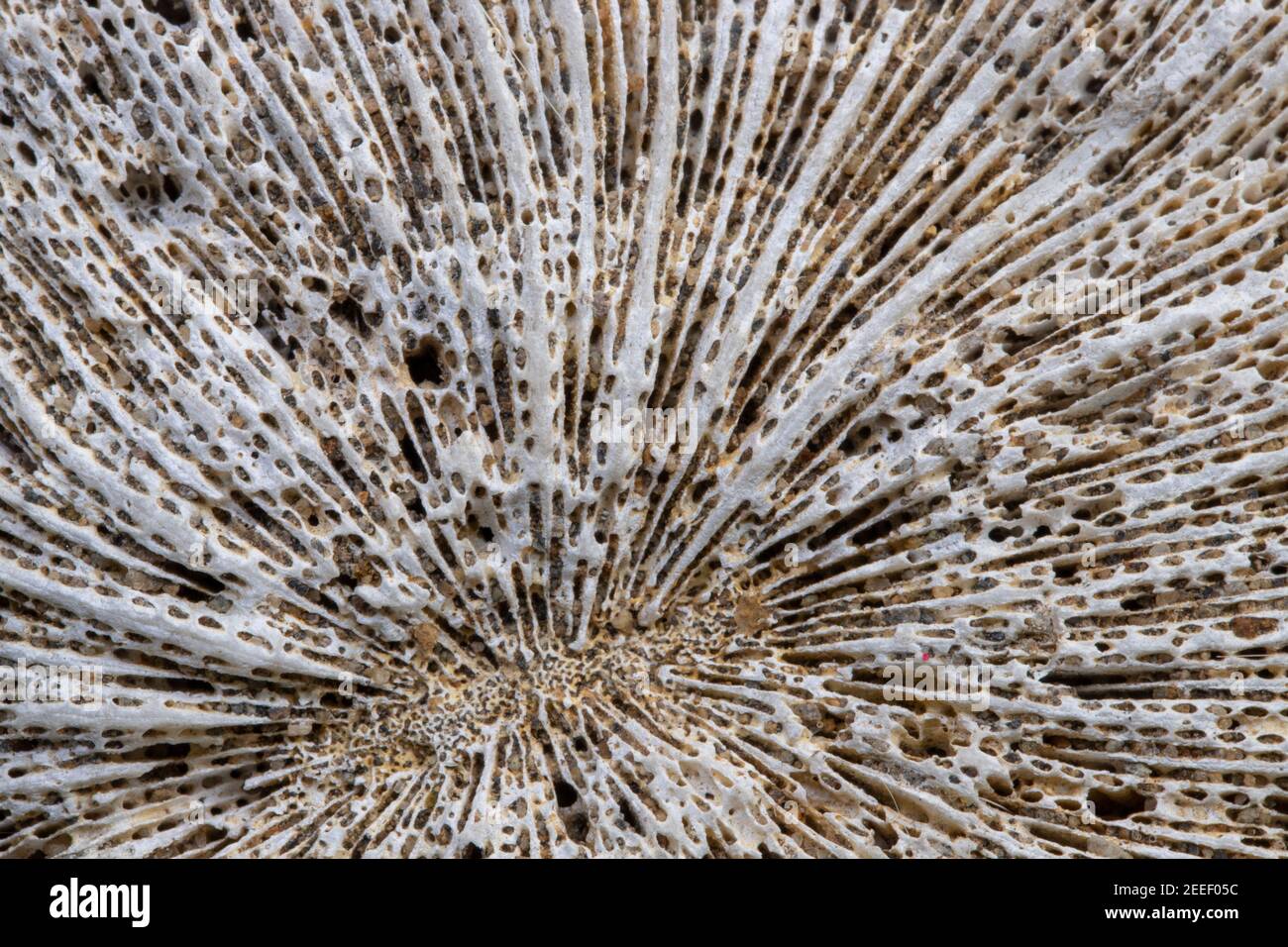 Sea coral texture macro photo. Cnidarian structure closeup. Natural ...