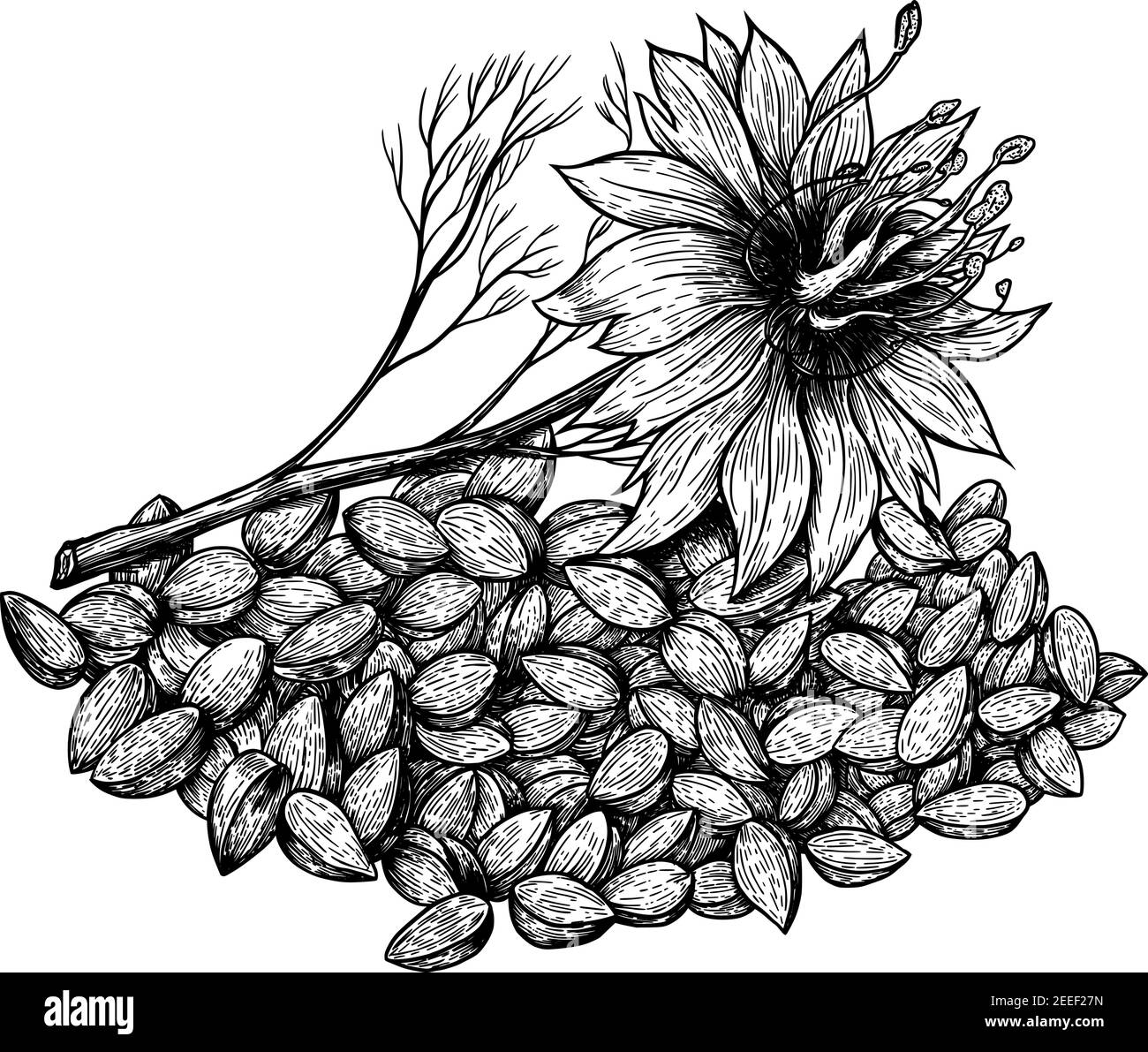 Cumin or nigella sativa plant and seeds. Hand drawn on white background ...