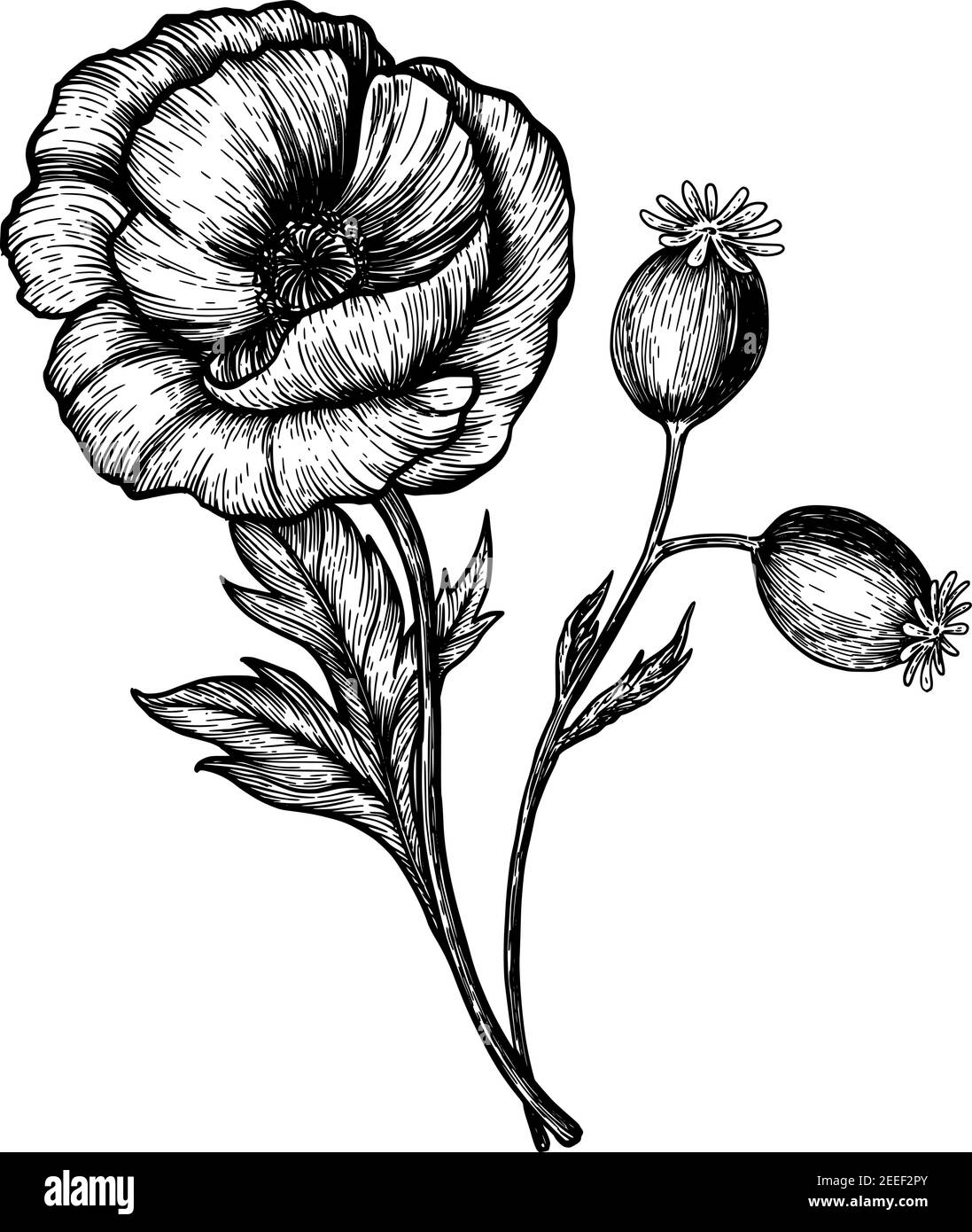 Poppy flowers. Hand drawn sketches vector illustration on white ...