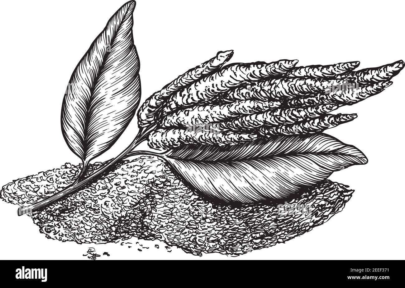 Drawings of amaranth flowering plants and seeds. Organic superfood ...