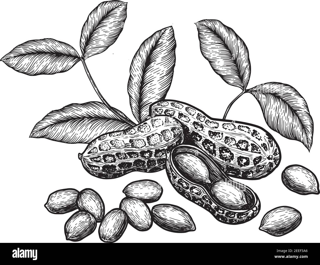 Peanuts and leaves. Hand drawn sketches vector illustration on white ...