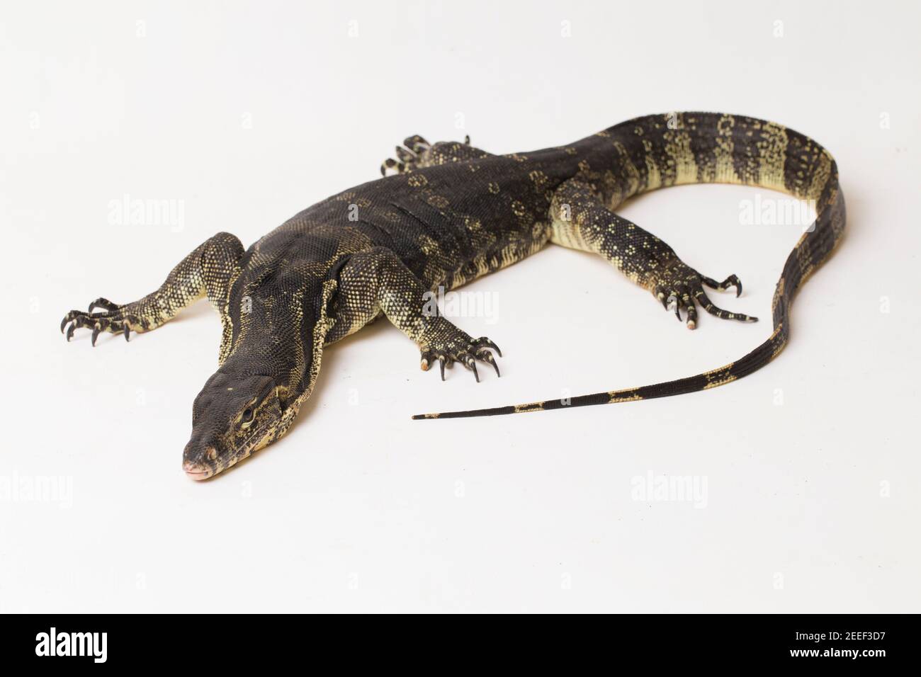 Asian Water Monitor lizard Varanus salvator isolated on a white ...