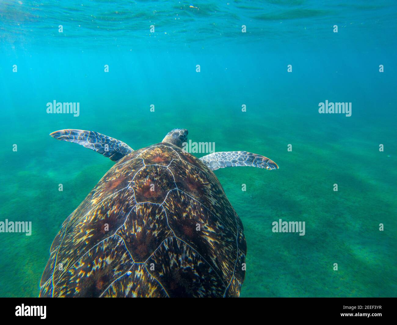 Sea turtle swim to seabottom of tropical sea. Endangered marine ...