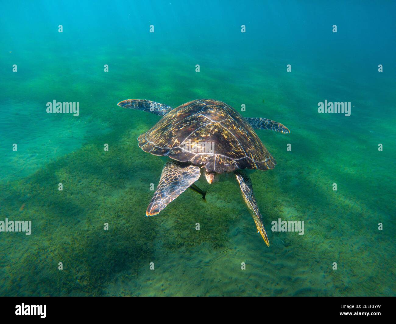Sea turtle dive to seabottom of tropical sea. Endangered marine ...