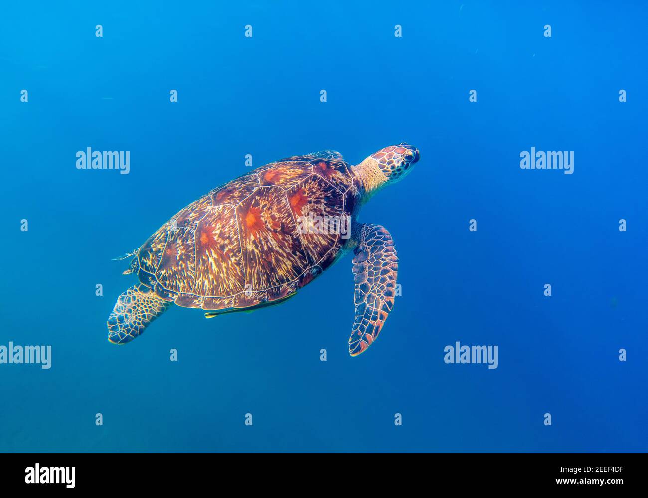 Sea turtle in open water of tropical sea. Endangered marine tortoise in ...