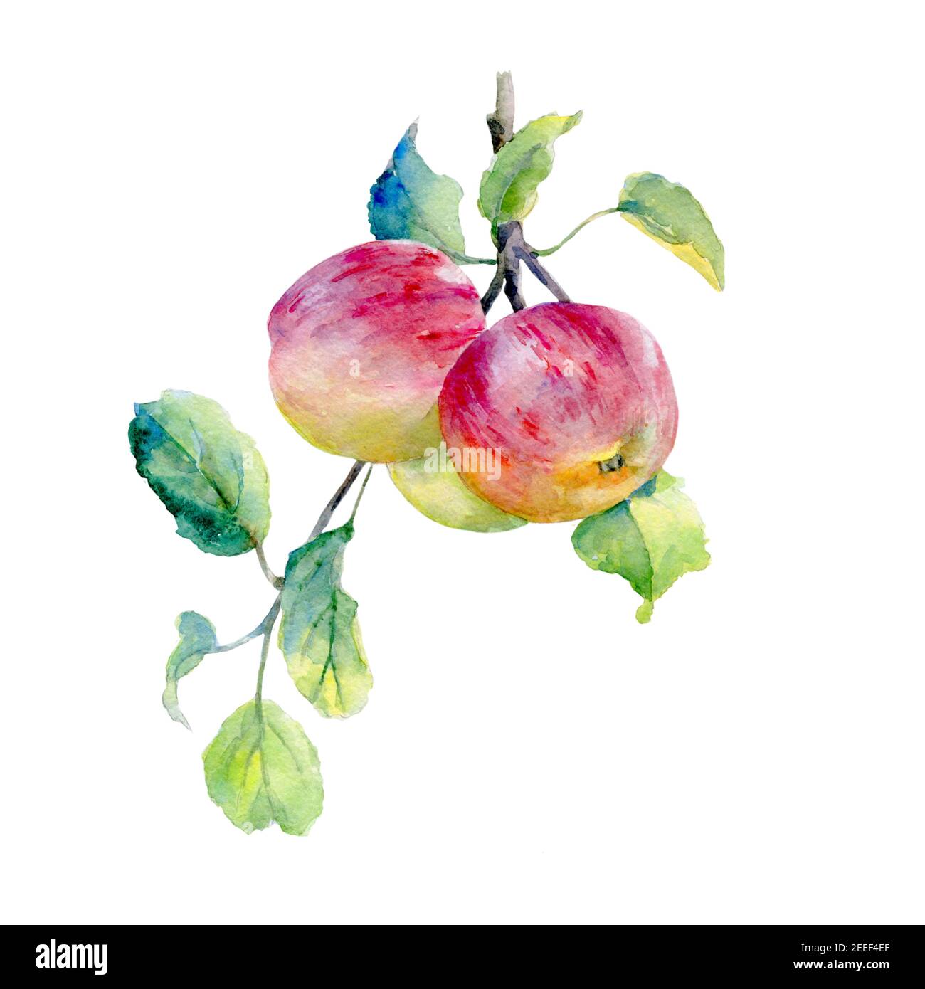 Botanical Illustration Apple High Resolution Stock Photography and ...