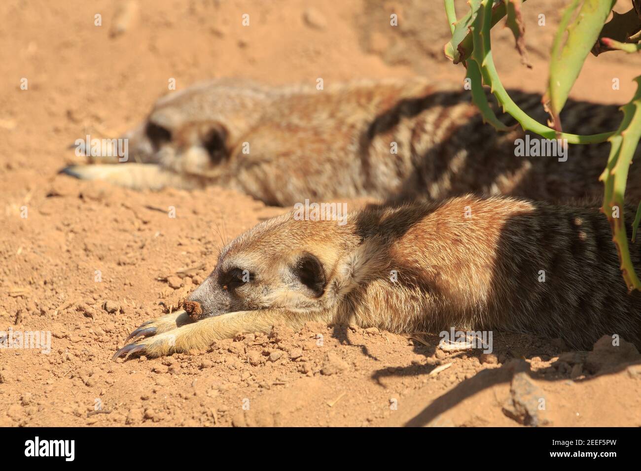 A pair of meerkats resting together in the sand Stock Photo - Alamy
