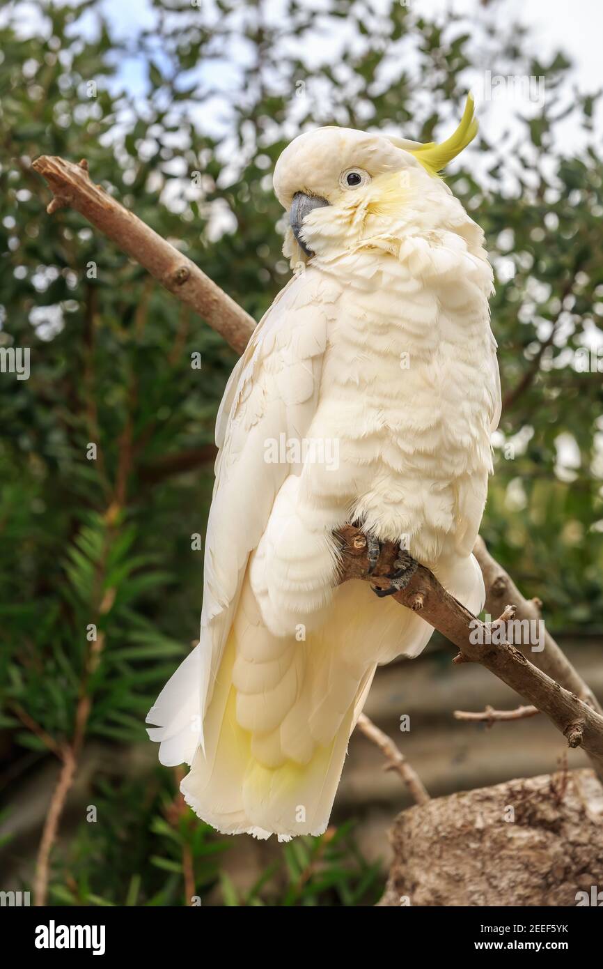Australian yellow crested cockatoo hi-res stock photography and images ...