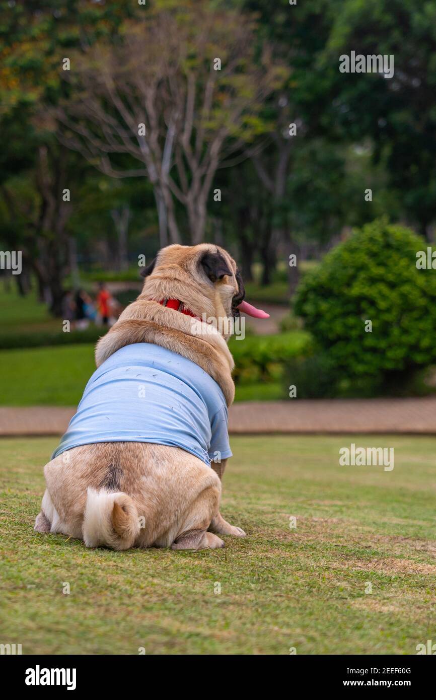 Fat Pugs In Costumes