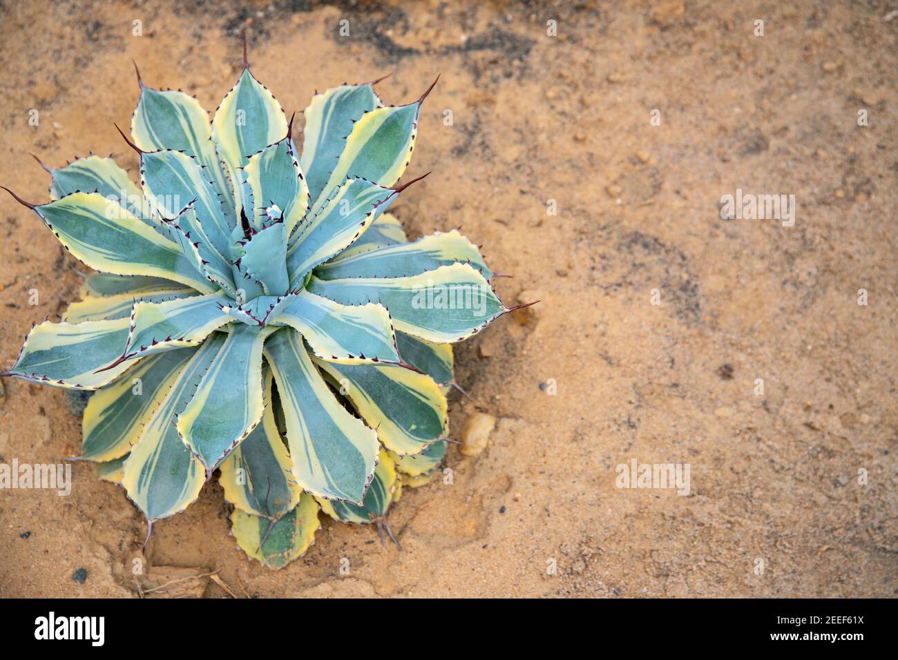 Succu hi-res stock photography and images - Alamy