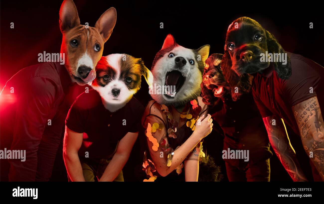 Rockstars band. Talented dogs, professional musicians performing on ...