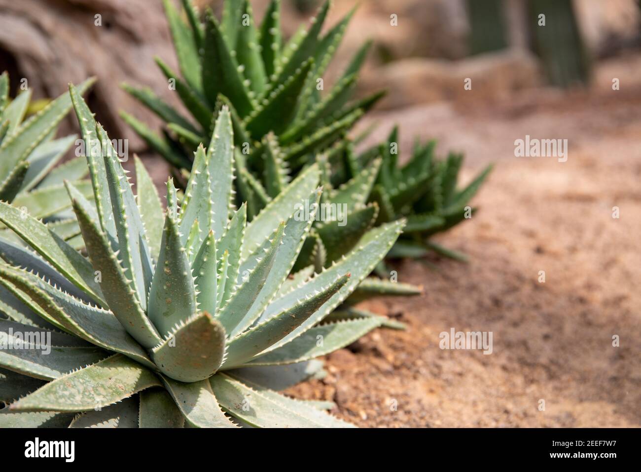 Aloe plant on desert sand soil. Tiny aloe vera with needle on leaf ...