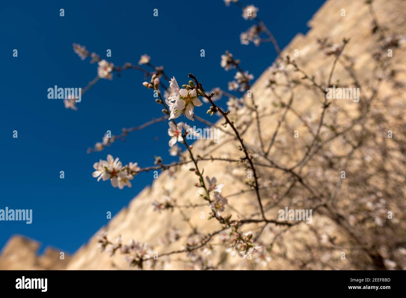 Almond tree next to the old city walls of Jerusalem Israel Stock Photo - Alamy